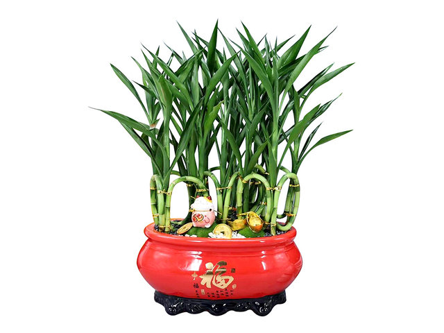 Flower Shop Plants - Chinese New Year Lucky Bamboo Plant AP30 ...