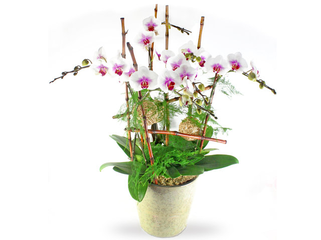 Orchids - Pure Orchid x6 (C) - L52161 - Give Gift Boutique Flower Shop